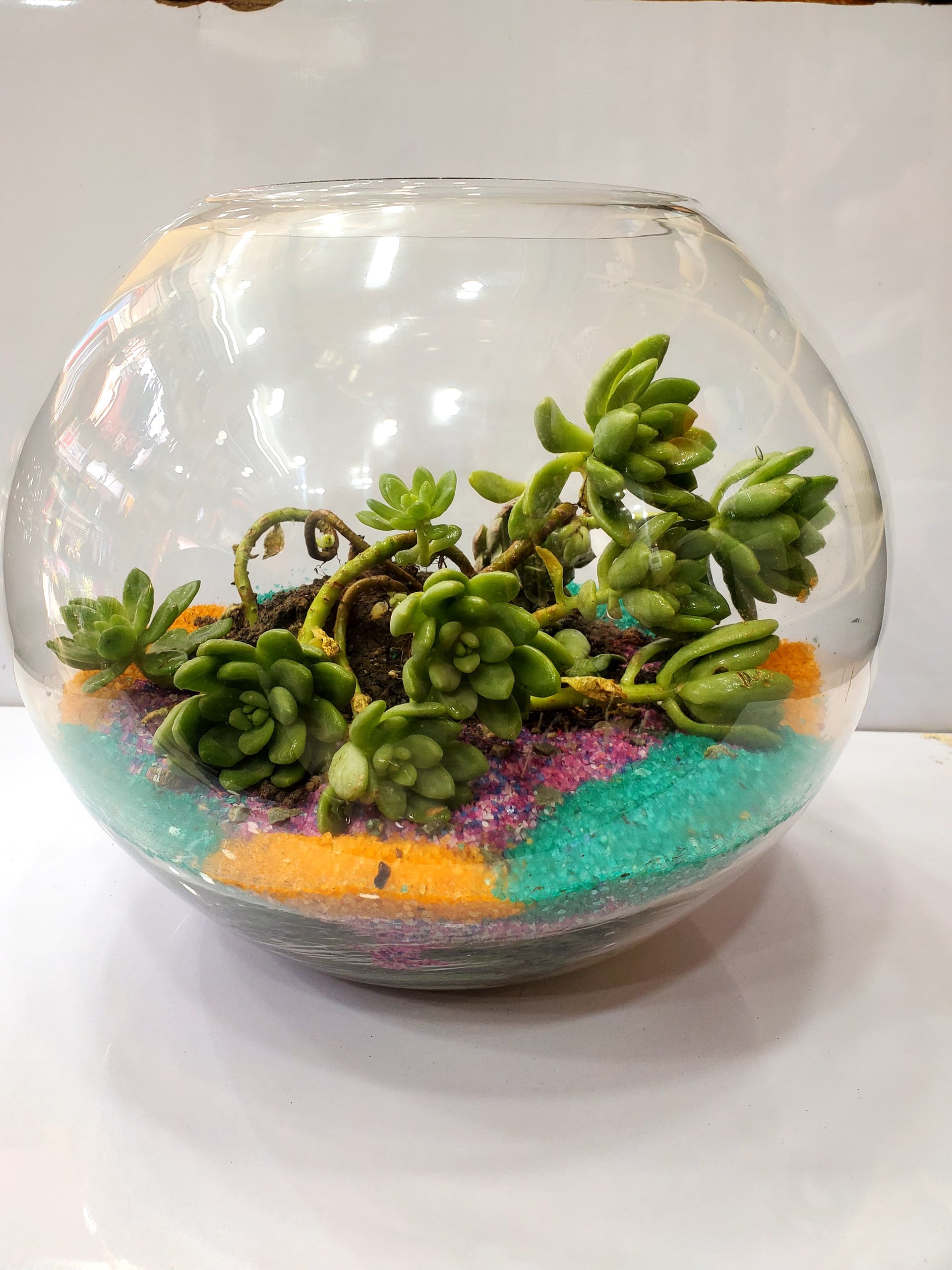 Round Doom shape Terrarium – Hadiiqa